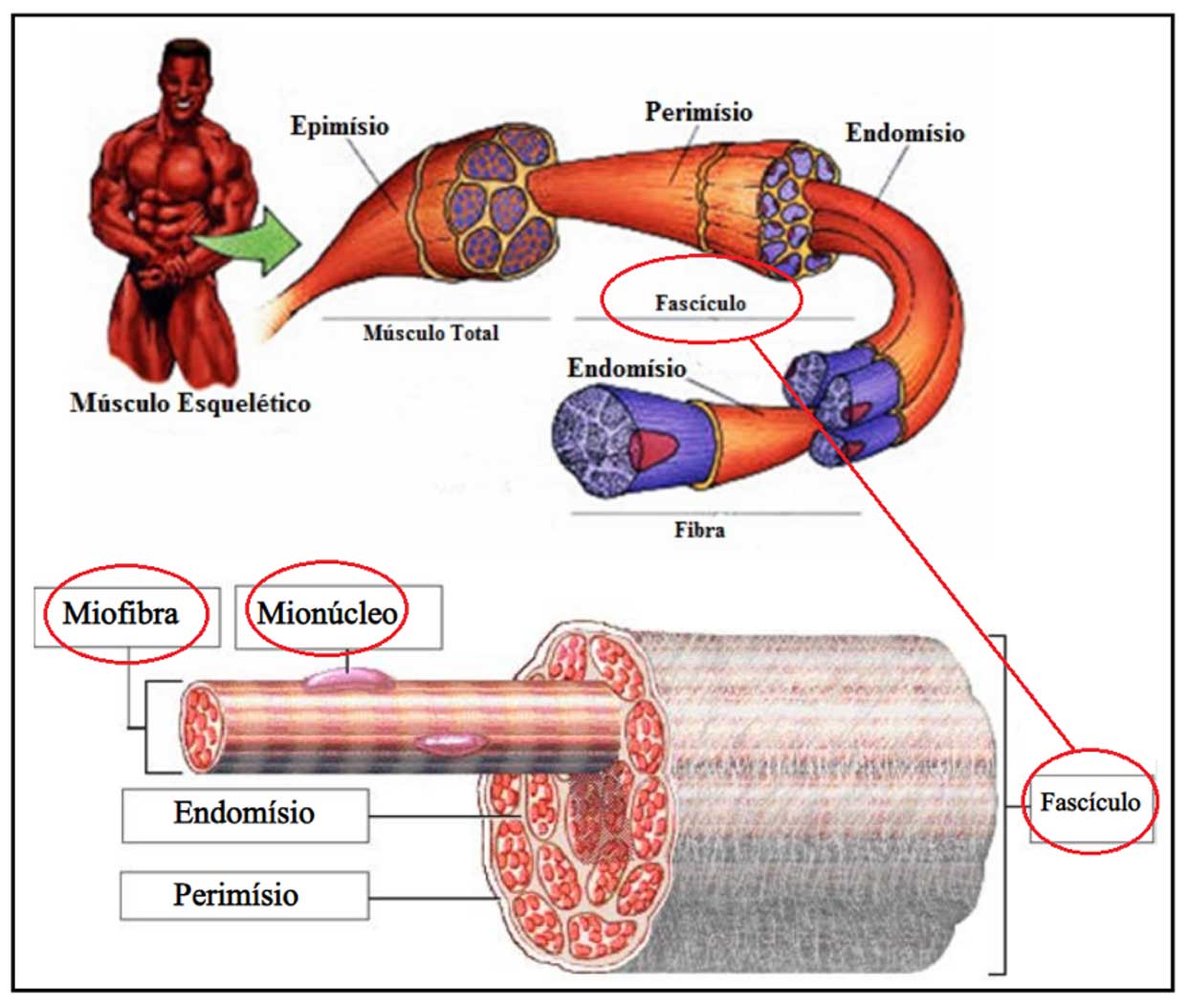 Hipertrofia Muscular e Modulação Hormonal